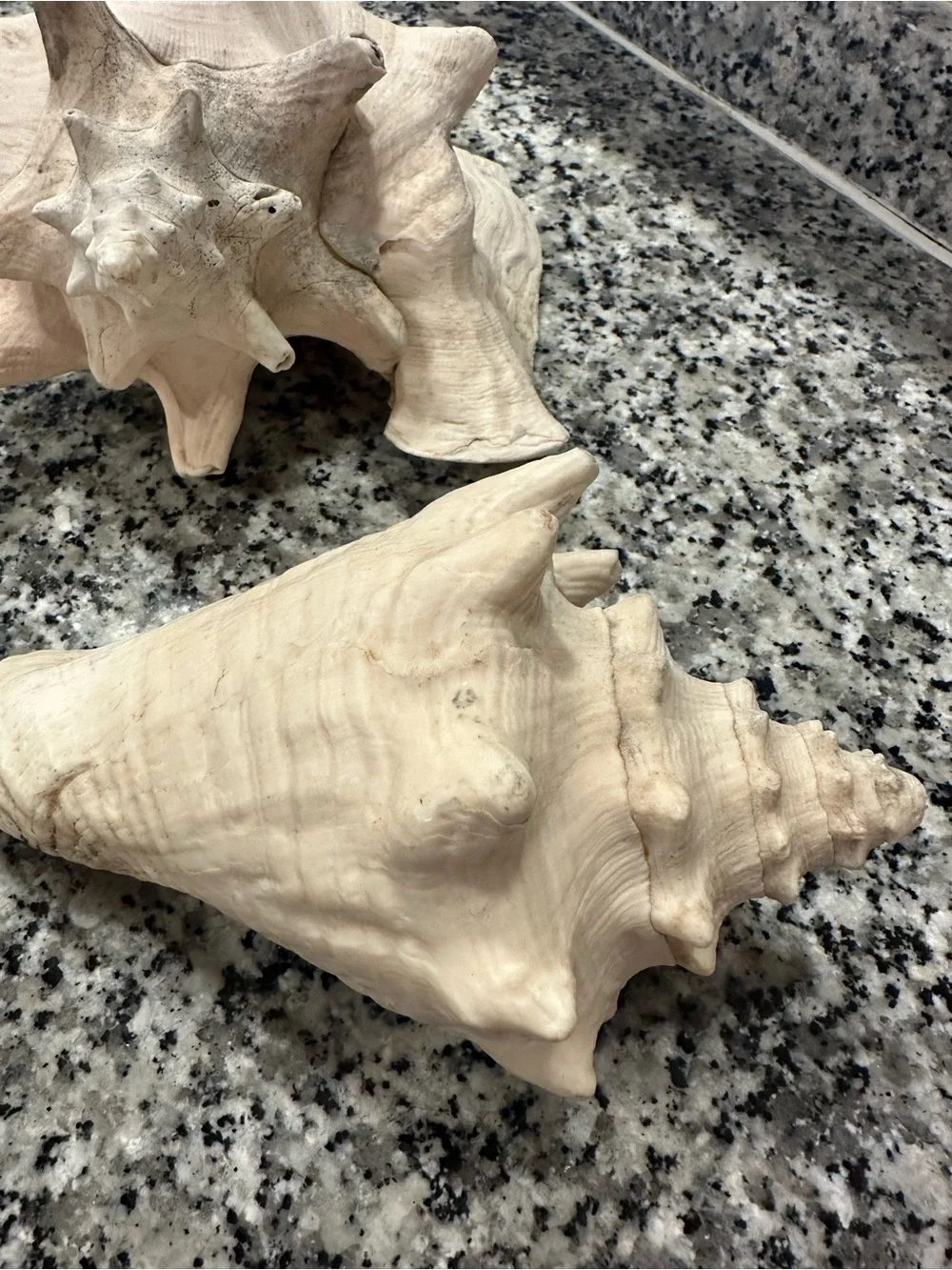 Accents | Large Vintage Coastal Seashell Collection Set Of 4 Beach ...